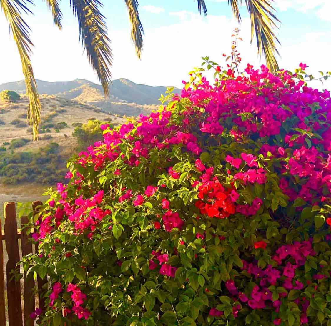 bouganvillia-in-cindy-hattersley's-garden - Cindy Hattersley Design