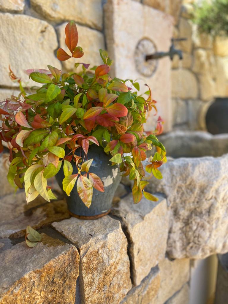How to Make Effortless Beautiful Arrangements with Fall Leaves - Cindy ...
