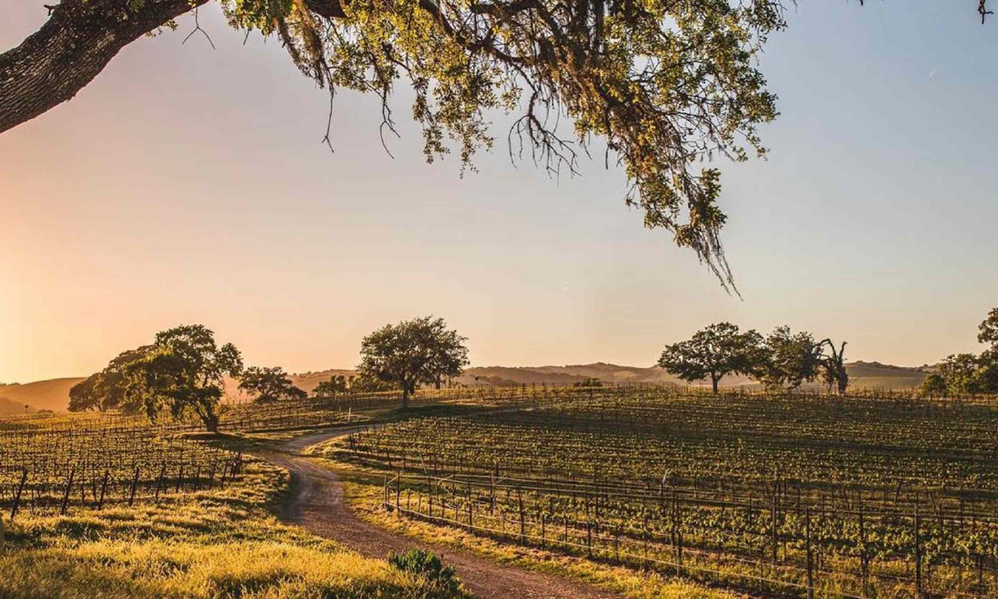 A Chic Wine Country Couple's Passion for Farming Sustainably - Cindy ...