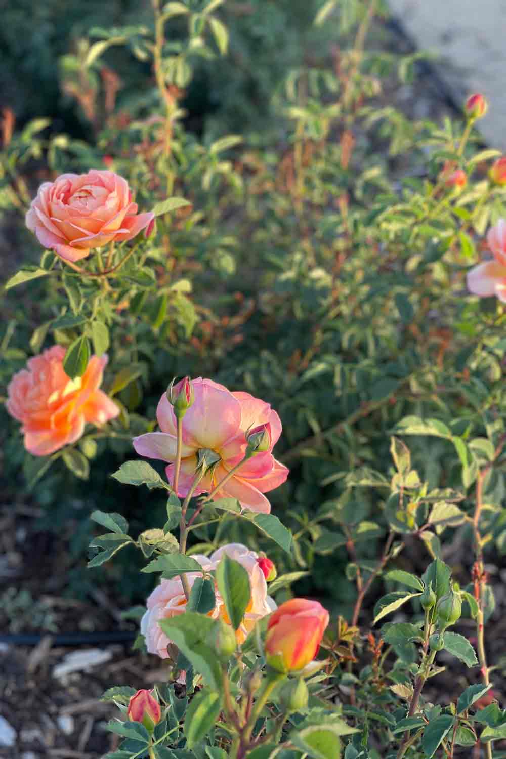How to Grow Beautiful David Austin Roses Without Breaking your Back ...