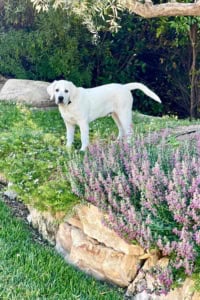 Do you Love Creative Gardens, a Vivacious Pup and Farmers Market ...